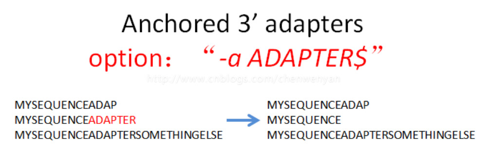 外显子分析：cutadapt，去除序列adapter详细解析-CSDN博客