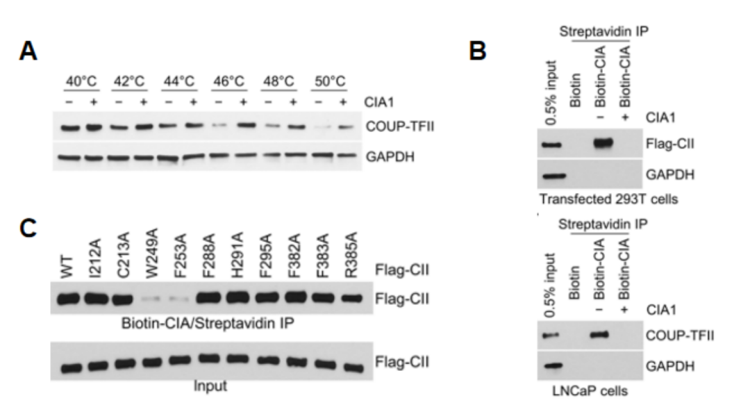 AbMole| 源自ChemBridge化合物库的高潜力孤儿核受体抑制剂CIA1-CSDN博客