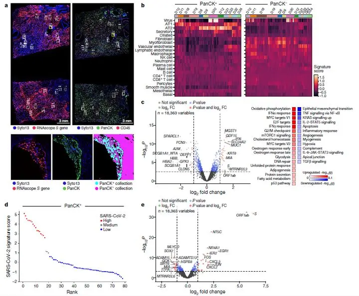 空间转录组检测靶点定量技术----Digital Spatial Profiler（DSP）_dsp空间转录组-CSDN博客