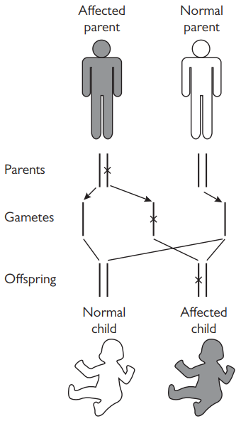 遗传学与基因组学原理 | 遗传方式及多因素遗传-CSDN博客