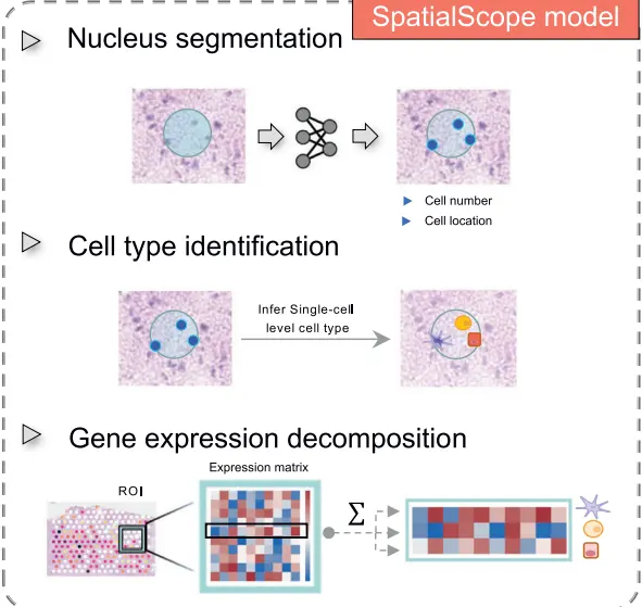 基于image-based的空间转录组的细胞分割技术_训练transformer,以预测从每个点到其所属细胞中心的梯度方向-CSDN博客