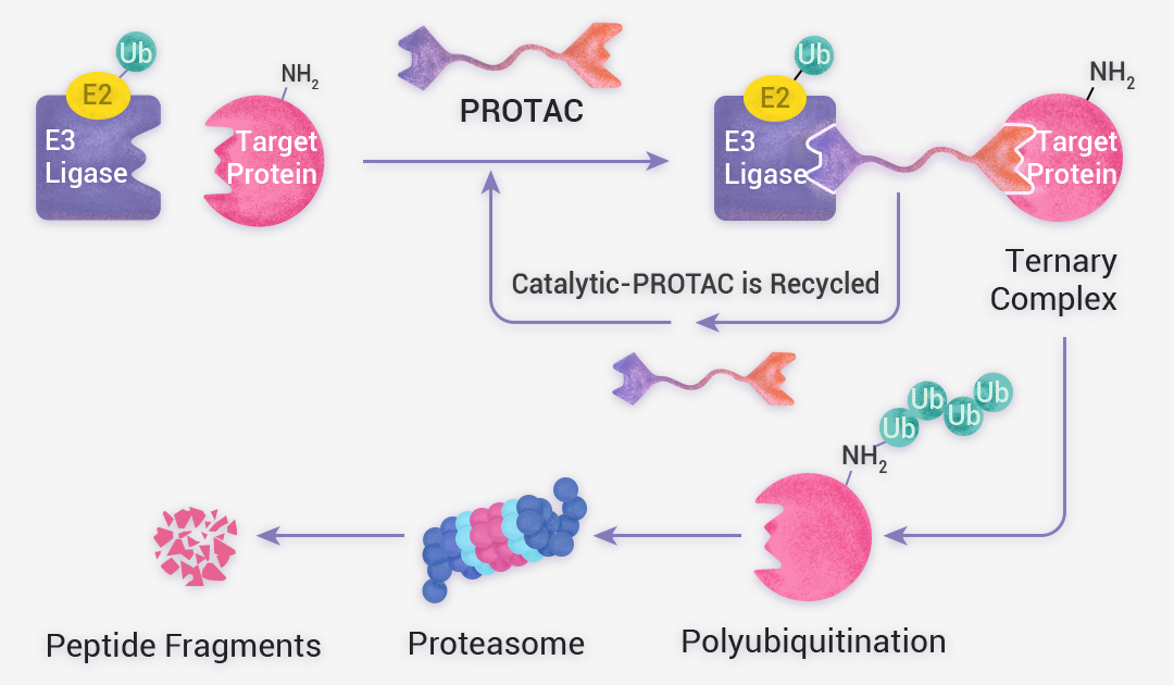 攻克 “不可成药“ 研发策略有哪些？_难成药"靶标-CSDN博客
