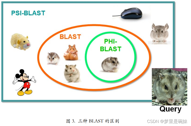 【生信MOOC】生物序列比对工具_在线序列比对-CSDN博客