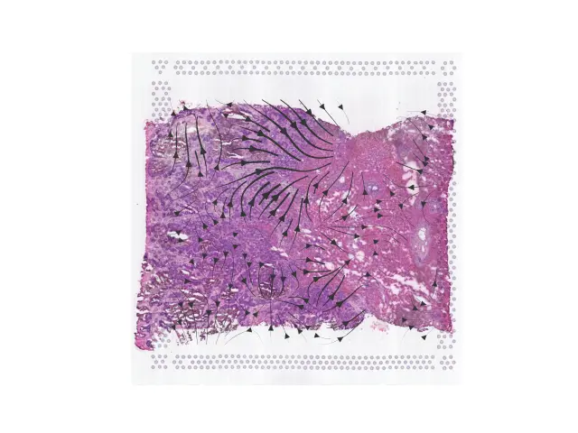 10X空间转录组通讯信号流的运用（COMMOT）_空间信号流-CSDN博客