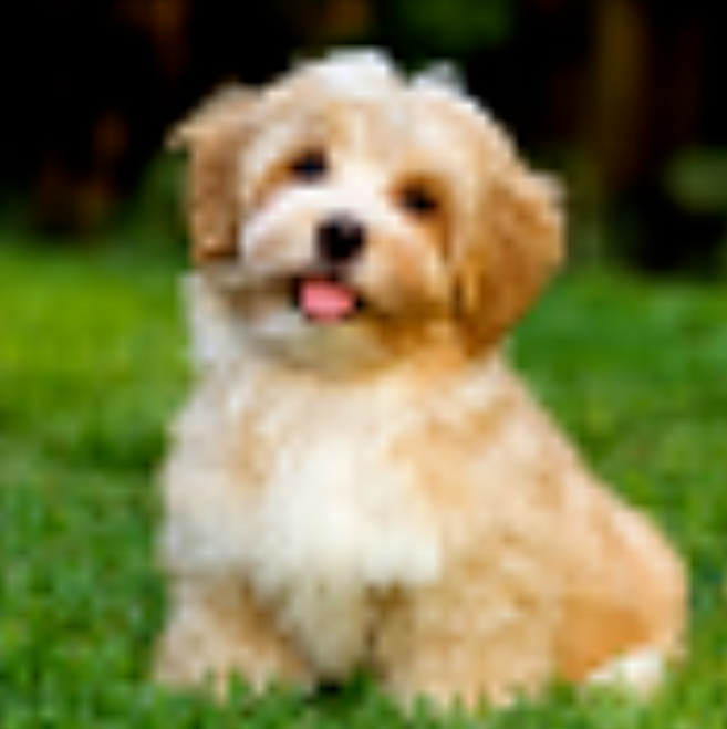 2024最新controlnet详解：Tile_controlnet tile-CSDN博客