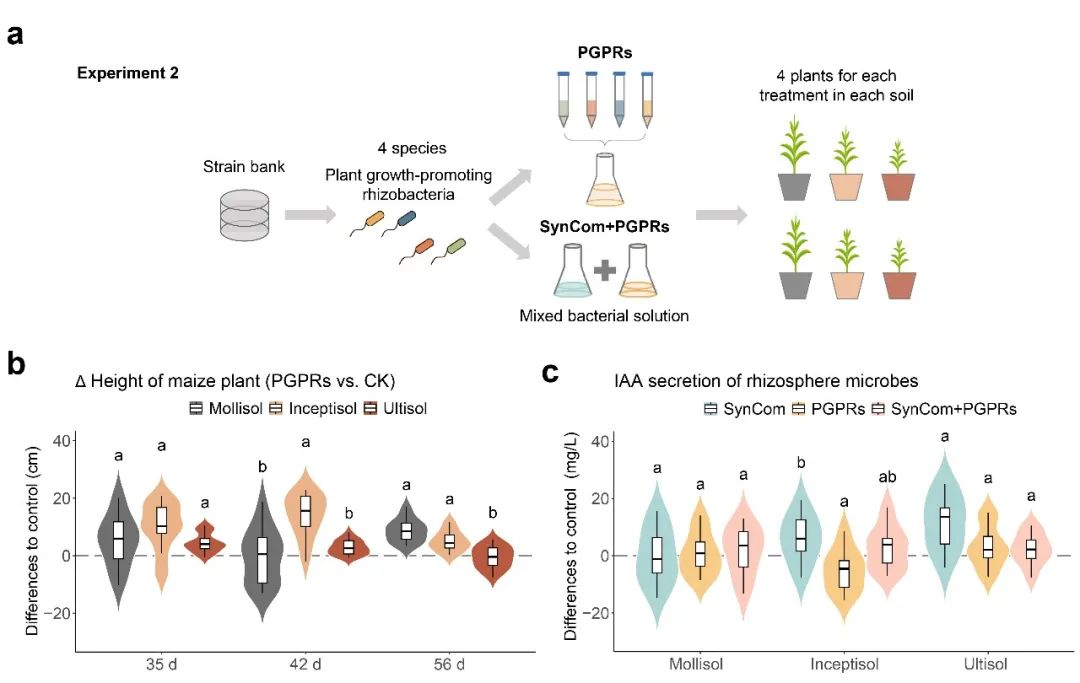New Phytologist | 中科院南土所孙波/梁玉婷组揭示促进低肥力土壤中作物生长的微生物策略...-CSDN博客