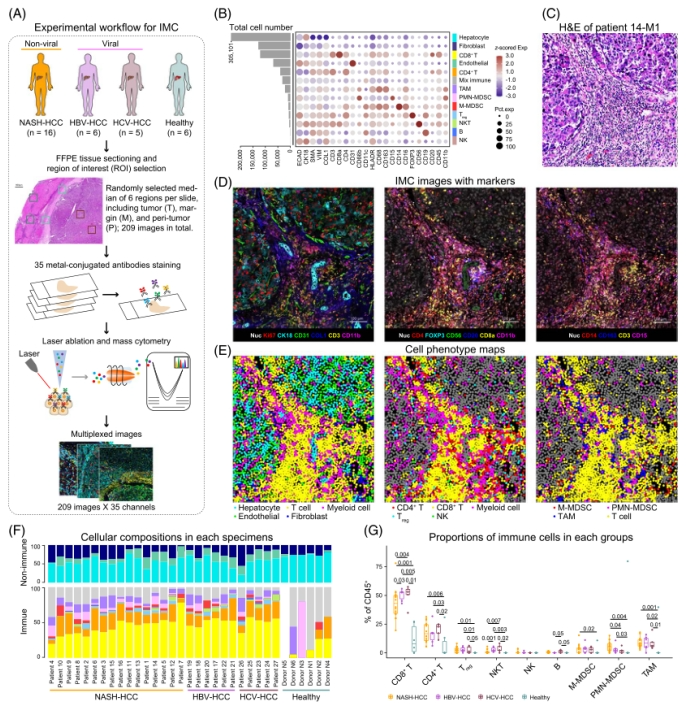 Hepatology｜中山一院于君/李晓星团队利用PhenoCycler-Fusion空间单细胞蛋白组学（简称PCF,原CODEX）揭示肝细胞癌的免疫微环境_空间单细胞蛋白质组学 肝细胞癌 ...