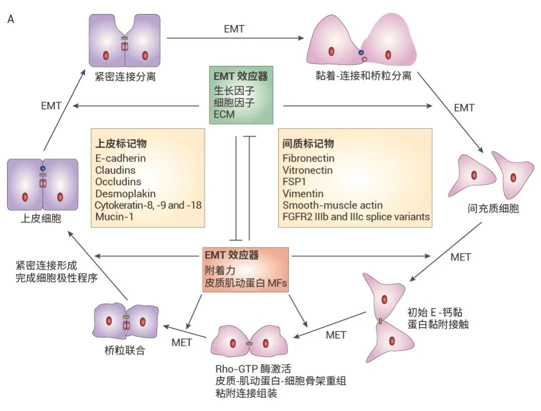 Wnt/β-catenin通路的激活途径在肿瘤研究的应用 - MedChemExpress_emt激活-CSDN博客