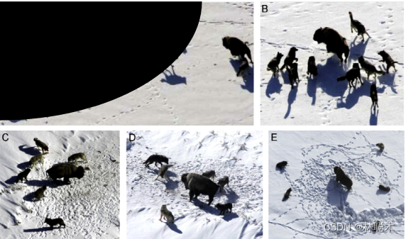 Matlab算法实战应用案例精讲 【智能优化算法】灰狼算法gwo （附matlab和python源码）多目标灰狼算法python模板 Csdn博客