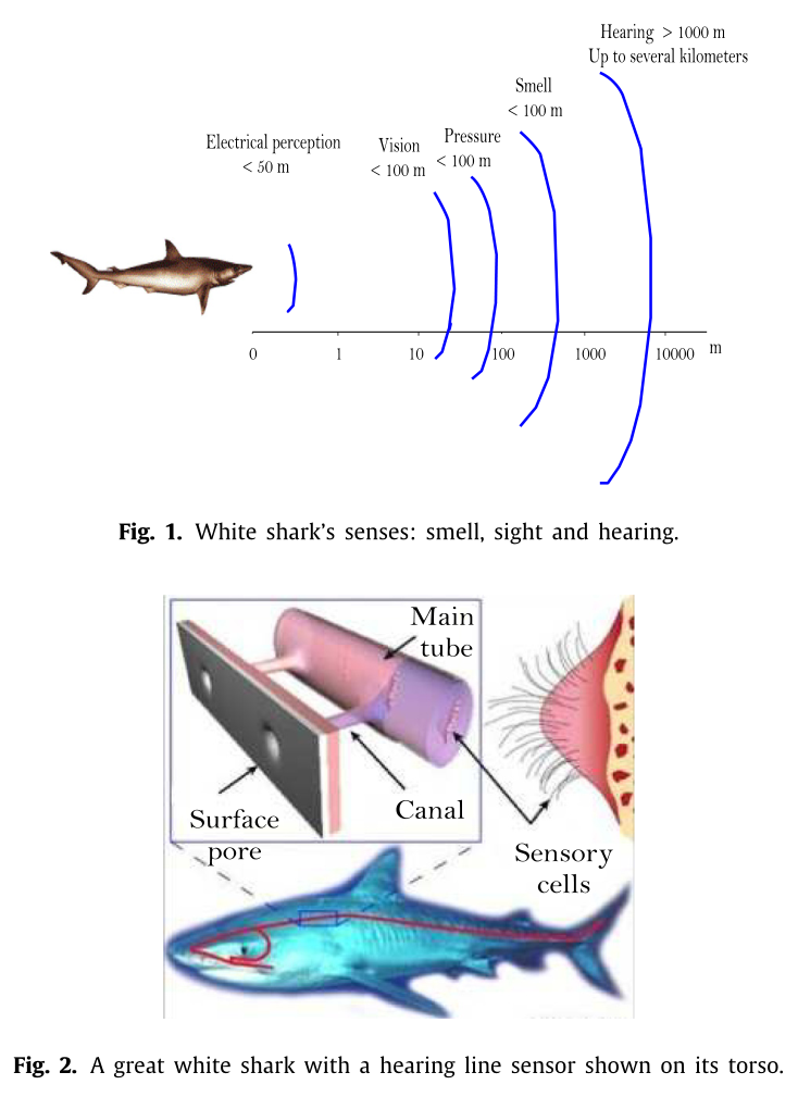 【智能优化算法】白鲨智能优化算法(White Shark Optimizer,WSO)_白鲨优化算法-CSDN博客