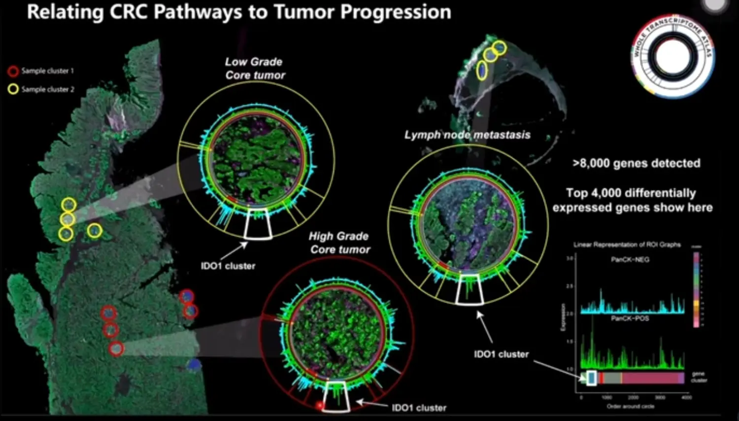 空间转录组检测靶点定量技术----Digital Spatial Profiler（DSP）_dsp空间转录组-CSDN博客