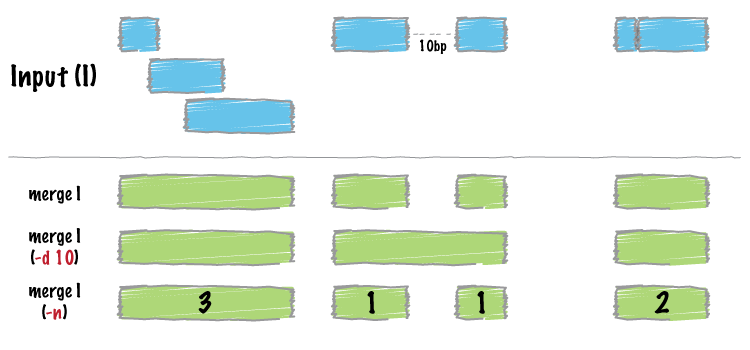 Bedtools基因组分析利器-CSDN博客