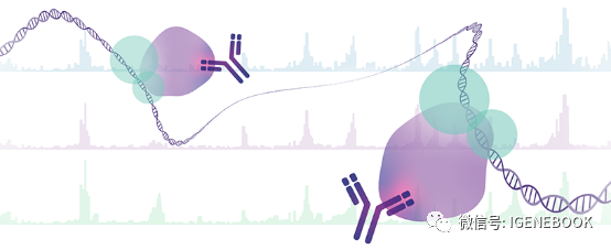 手把手教您怎么研究转录因子_转录因子是通过转录组鉴定的吗-CSDN博客