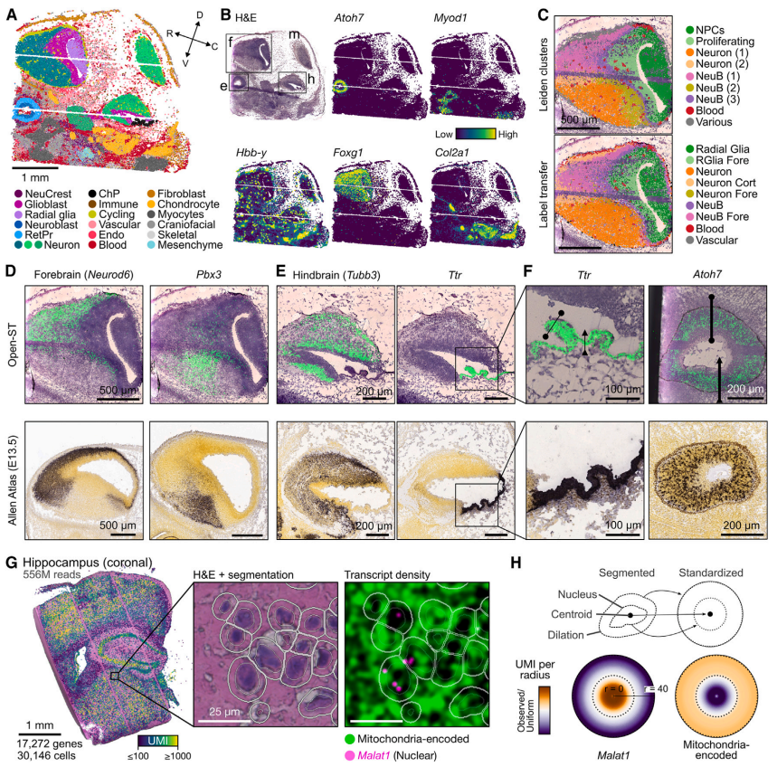 Cell | Open-ST 高分辨率3D空间转录组学技术绘制亚细胞精度的组织图谱_空间转录3d-CSDN博客