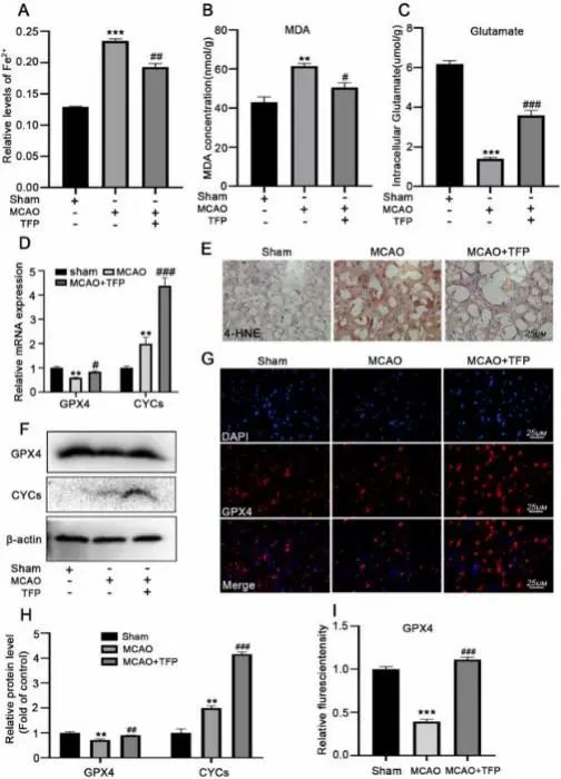 项目文章 | 一套转录因子ChIP-seq数据，2篇一区SCI？快来瞅瞅_foxo3与铁死亡-CSDN博客