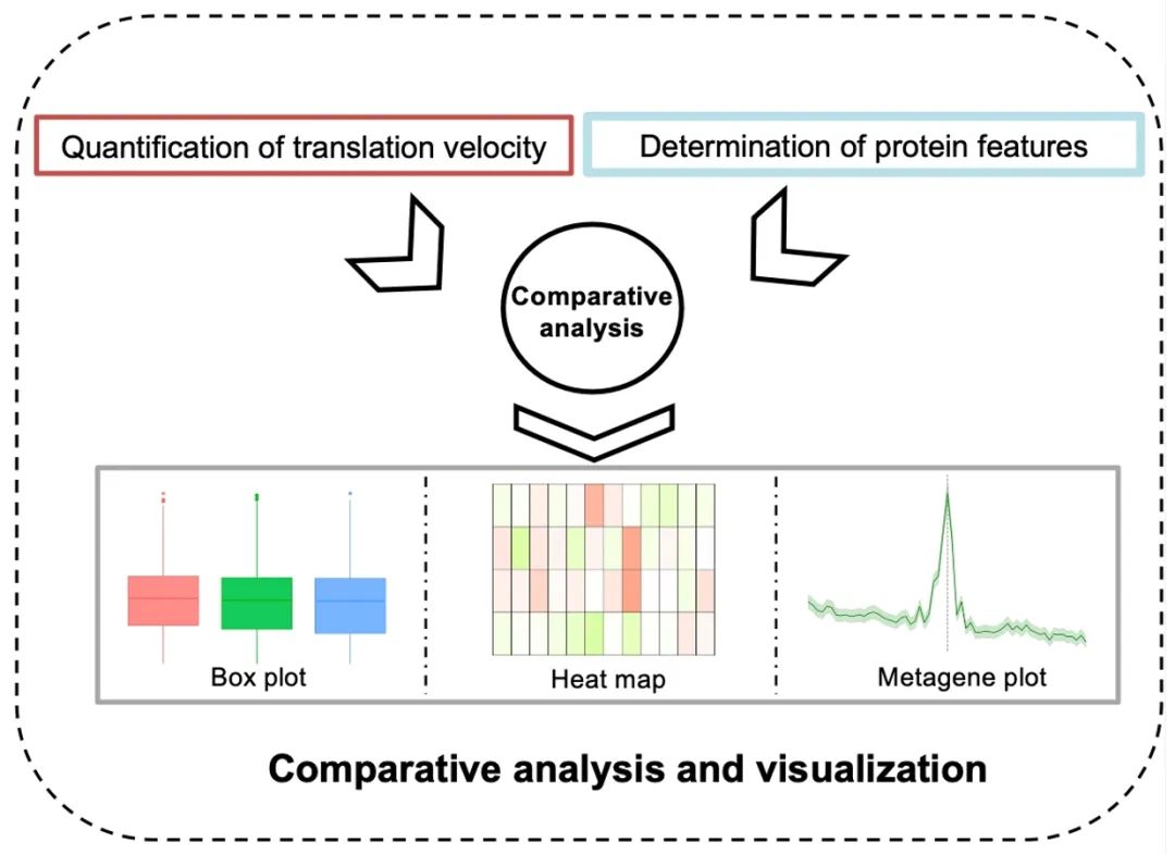 iMeta | VeloPro: 东京大学齐藤裕组揭示蛋白质翻译速率与结构特征关联模式的分析流程...-CSDN博客