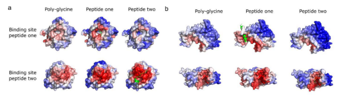 Nat. Communications Biology2022 | PepNN+: 用于识别多肽结合位点的深度关注模型-CSDN博客