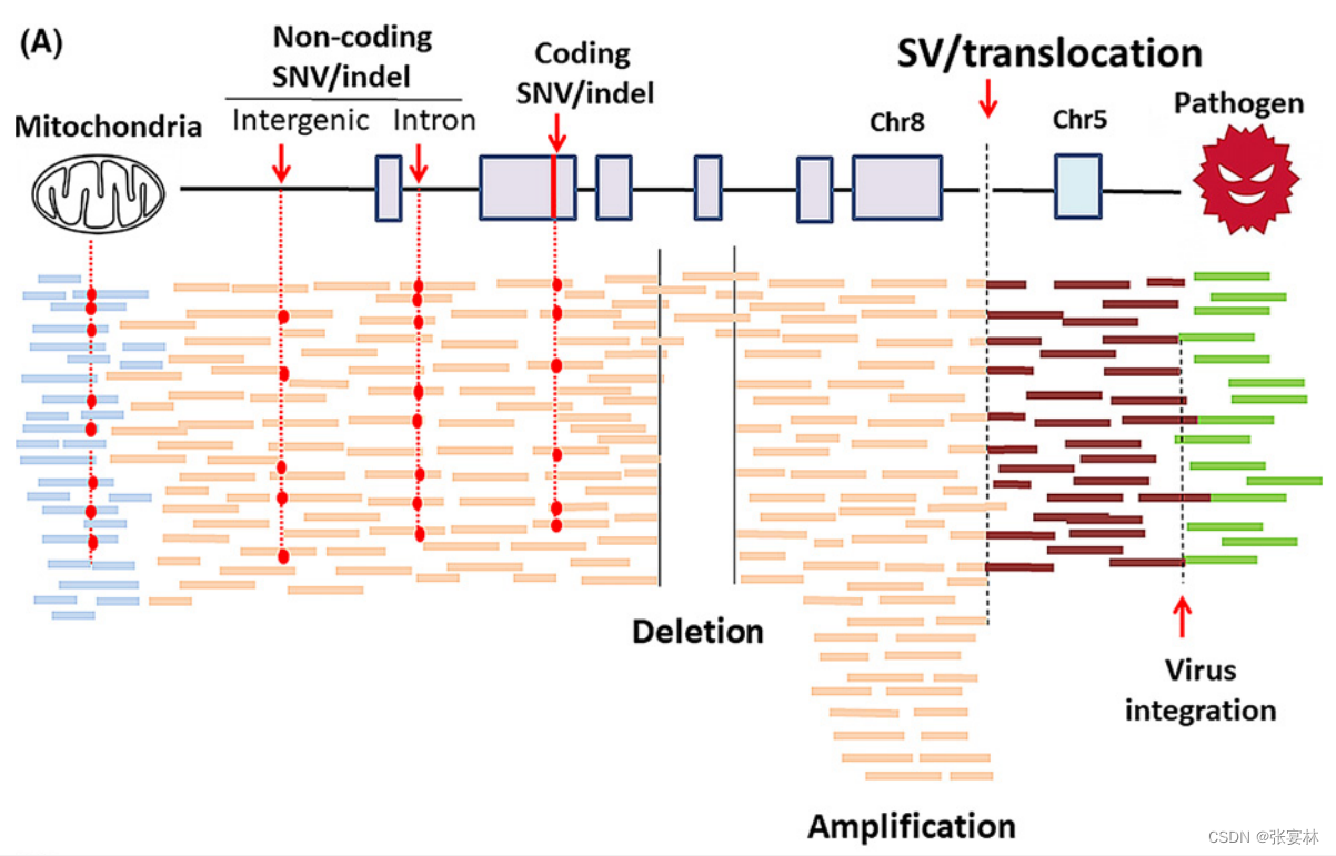 人基因组重测序系列 - 1.人基因组简介_human mutation-CSDN博客