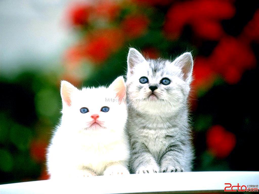 python PIL ImageOps,各种数据增强和图片效果展示_pil. imageops.equalize-CSDN博客