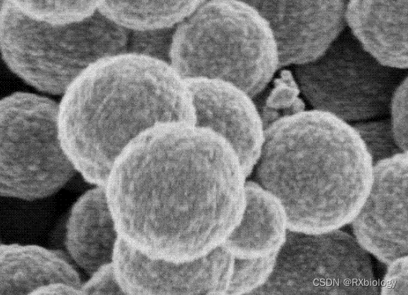 Fe3O4@NiSiO3，四氧化三铁复合物纳米微球具有均一的形貌,良好的磁性和分散性_水热法合成分四氧化三铁的sem图表面为什么像芝麻球一样 ...