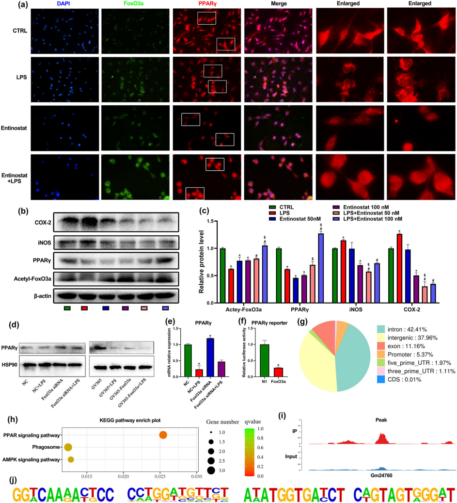 项目文章 | 一套转录因子ChIP-seq数据，2篇一区SCI？快来瞅瞅_foxo3与铁死亡-CSDN博客