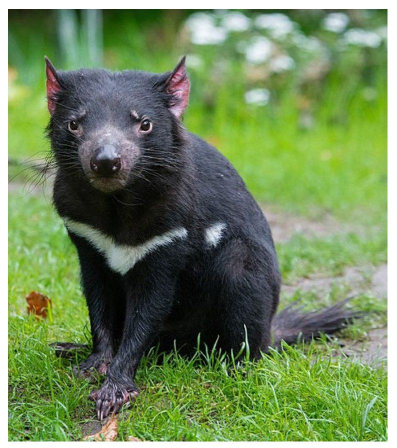 【智能优化算法】袋獾优化算法(Tasmanian Devil Optimization,TDO)-CSDN博客