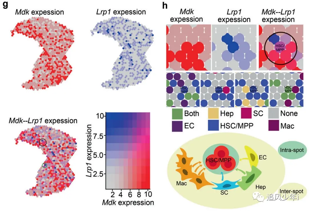 10X空间转录组时空基因细胞动态（共定位）绘图_空间转录组展示两种细胞共定位-CSDN博客