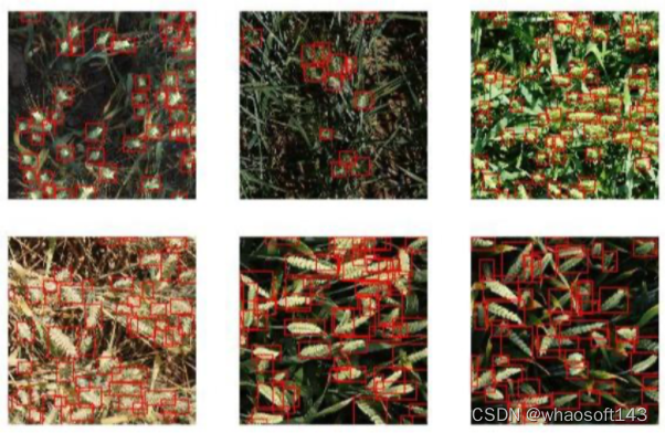 PyTorch~Faster RCNNの小麦麦穗检测_小麦麦穗数据集-CSDN博客