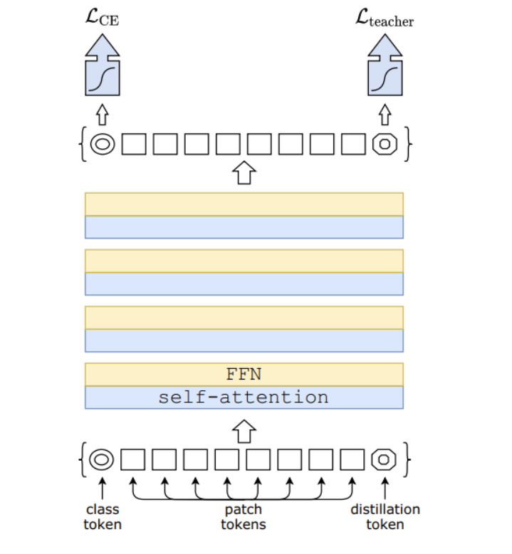 DEiT实战：使用DEiT实现图像分类任务（一）_深度学习deit-CSDN博客