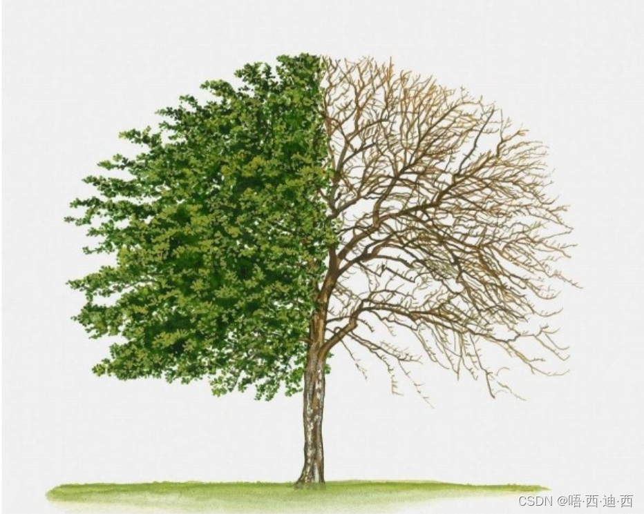 Lesson5--二叉树-CSDN博客