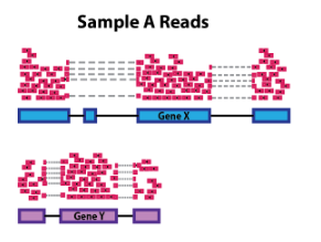 RNA-seq 详细教程：搞定count归一化（5）_normalized rnaseq data-CSDN博客