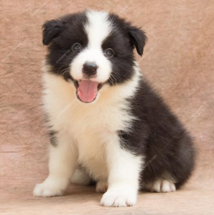 如何将PyTorch、TensorFlow模型转换为PaddlePaddle模型-CSDN博客