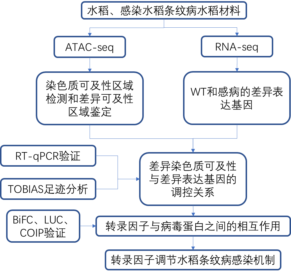 整合atac Seq和rna Seq鉴定水稻病毒感染转录因子atac Seq Rna Seq Csdn博客 