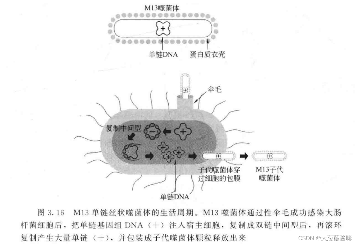 基因工程-3-基因工程载体-CSDN博客
