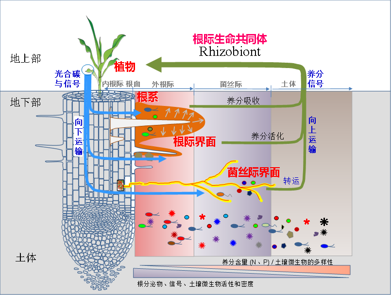 土壤学报：张福锁院士等提出根际生命共同体新概念-CSDN博客