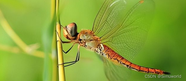 【DAO】蜻蜓优化算法(Dragonfly Algorithm Optimization,DAO)理论分析与matlab性能仿真-CSDN博客