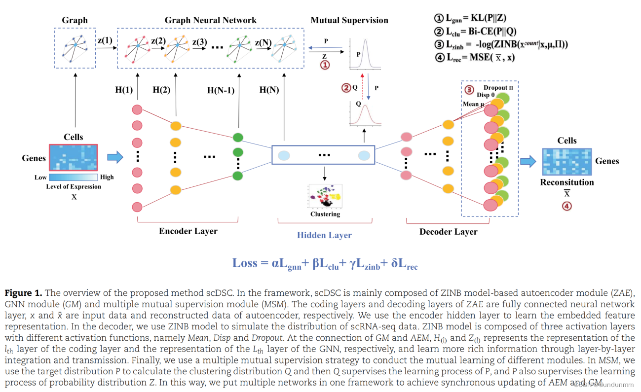 论文阅读：Deep structural clustering for single-cell RNA-seq data jointly through AE and GNN-CSDN博客
