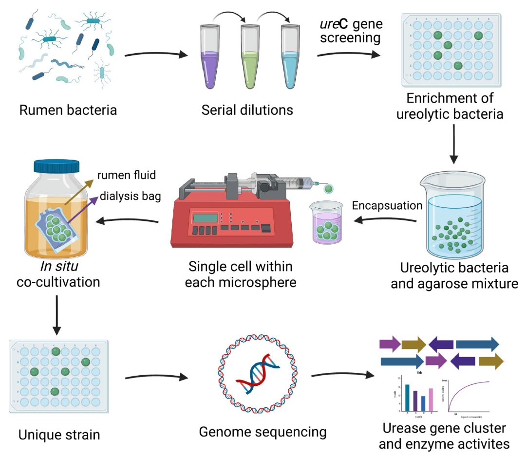 Microbiome | 中国农科院王加启/赵圣国构建微球原位培养方法实现牛瘤胃重要尿素分解菌分离...-CSDN博客