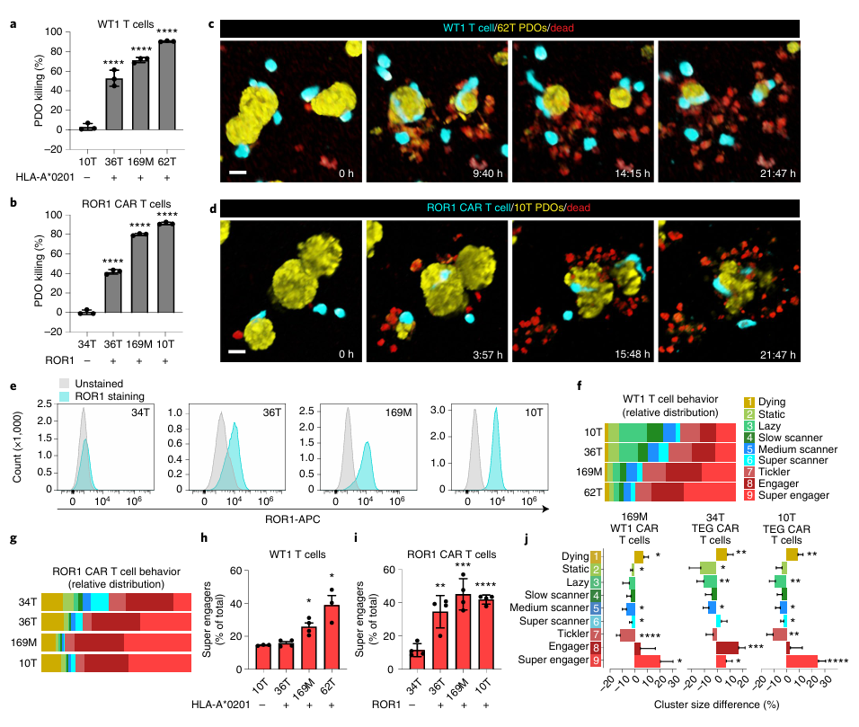 AbMole| 工程化T细胞在患者癌症类器官中的作用机制-CSDN博客