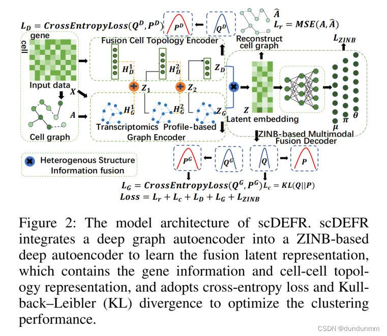 论文阅读：Unsupervised Deep Embedded Fusion Representation of Single-Cell Transcriptomics (AAAI-23 ...