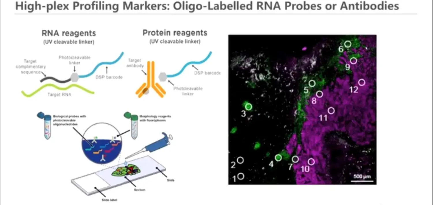 空间转录组检测靶点定量技术----Digital Spatial Profiler（DSP）_dsp空间转录组-CSDN博客