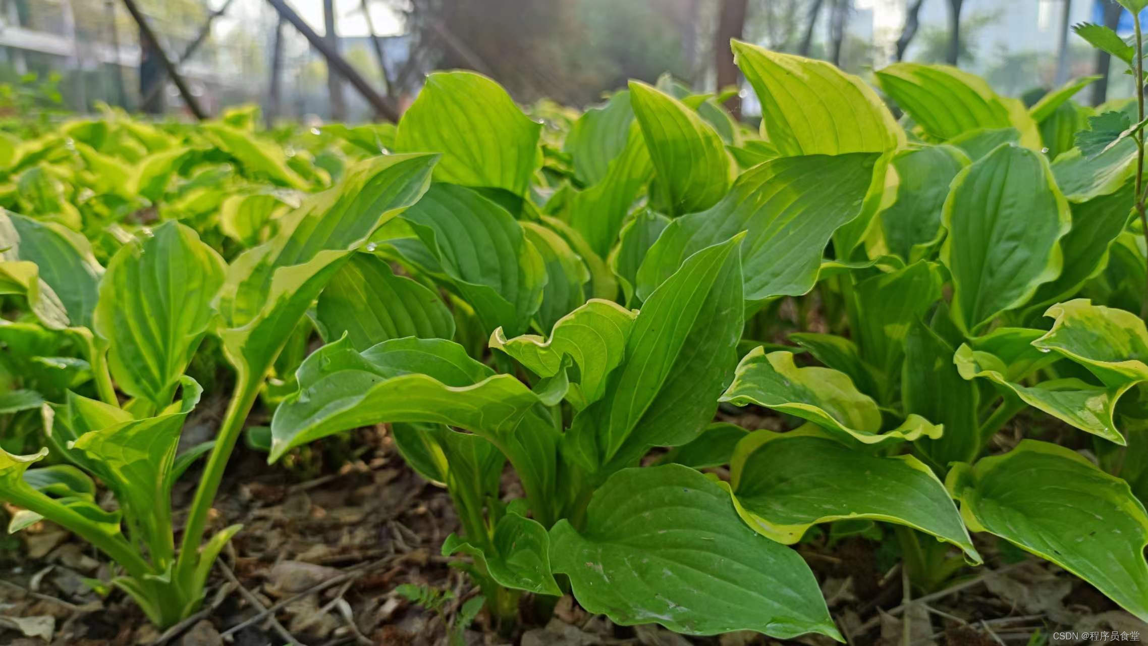 Spring Cloud OpenFeign 开启 httpclient5_feign-hc5-CSDN博客