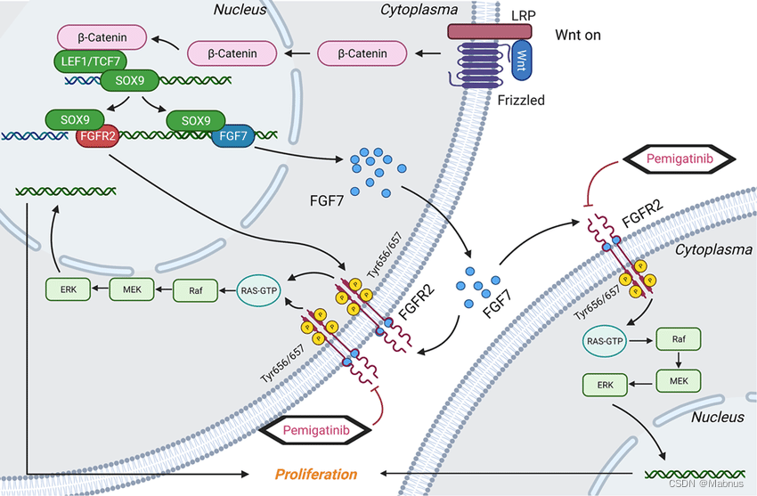 FGF7：药物耐受调控_fgf-7细胞受体-CSDN博客