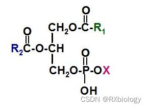 Deferoxamine-PEG-DSPE，Deferoxamine-PEG-NTA，去铁胺偶联磷脂PE_dfo铁螯合剂-CSDN博客
