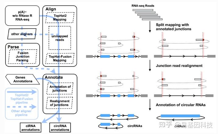 m6A RNA甲基化MeRIP-seq测序分析实验全流程解析_m6a-seq-CSDN博客