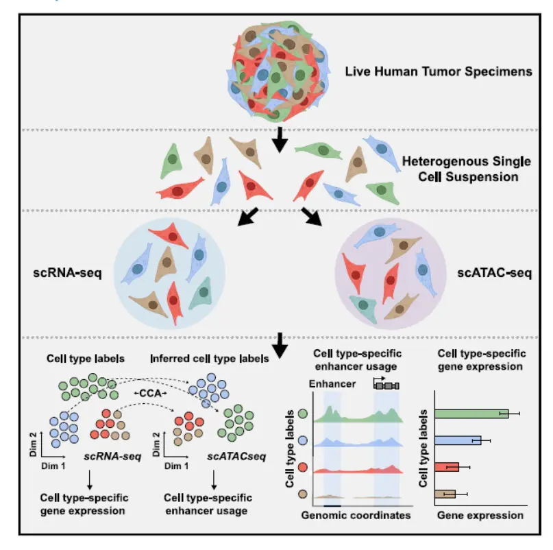 10X单细胞 & ATAC 研究揭示人类妇科恶性肿瘤的多组学单细胞图谱_单细胞atac-CSDN博客