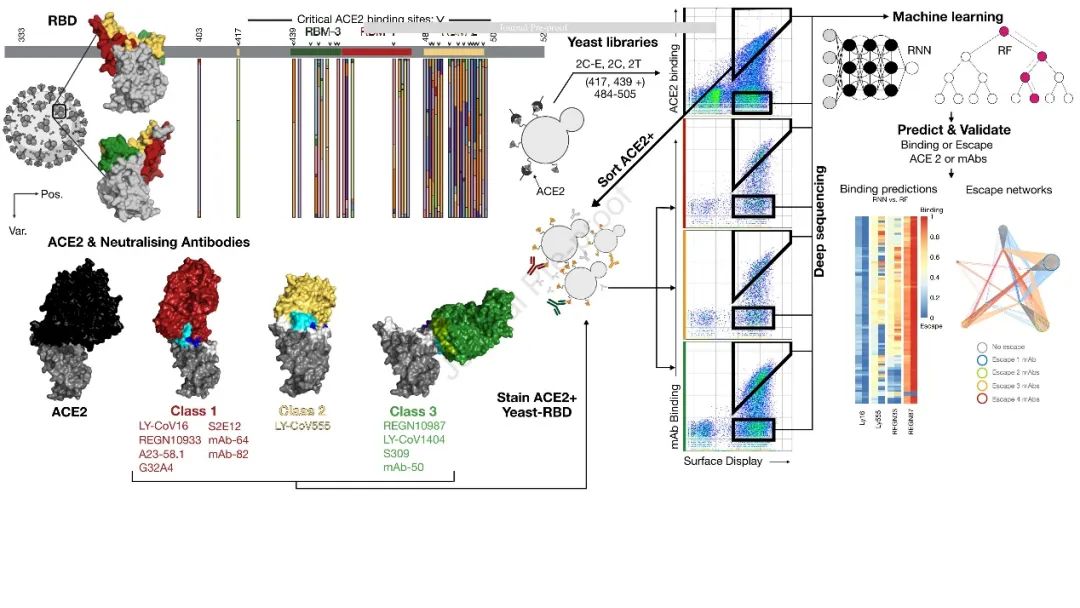 Cell | 深度突变学习预测SARS-CoV-2受体结合域组合突变对ACE2结合和抗体逃逸的影响..._rbd序列-CSDN博客