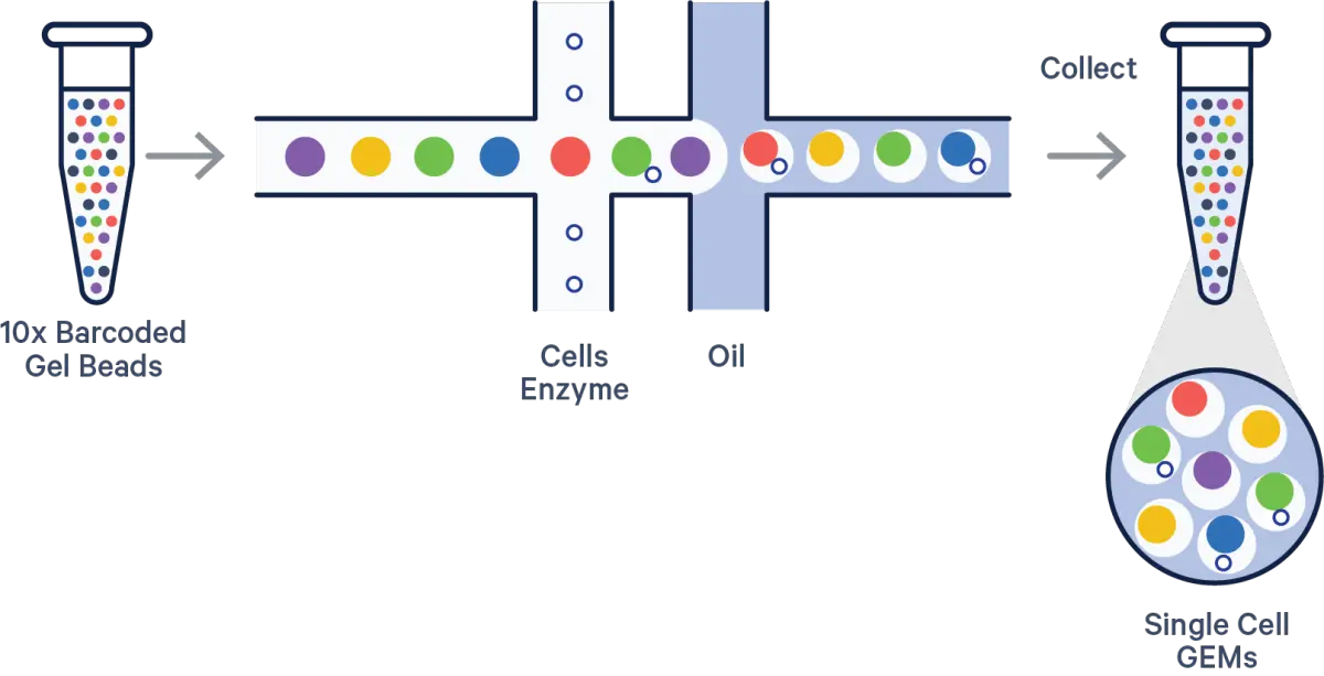 The neXt generation of single cell RNA-seq（GEM-X）_chromium next gem ...