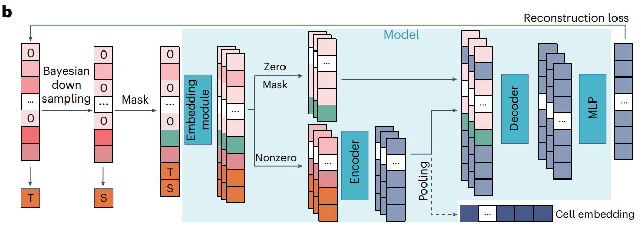 nature methods | 单细胞转录组学的大基础模型scFoundation（宋乐/张学工/马剑竹）_large-scale foundation model on single ...