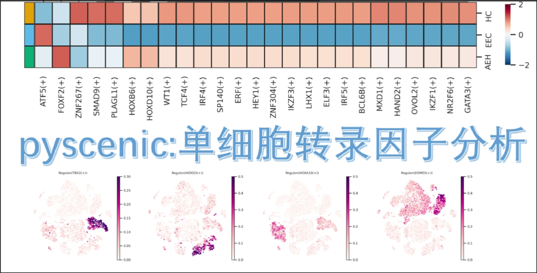 pyscenic分析：视频教程_pyscenic tutorial-CSDN博客